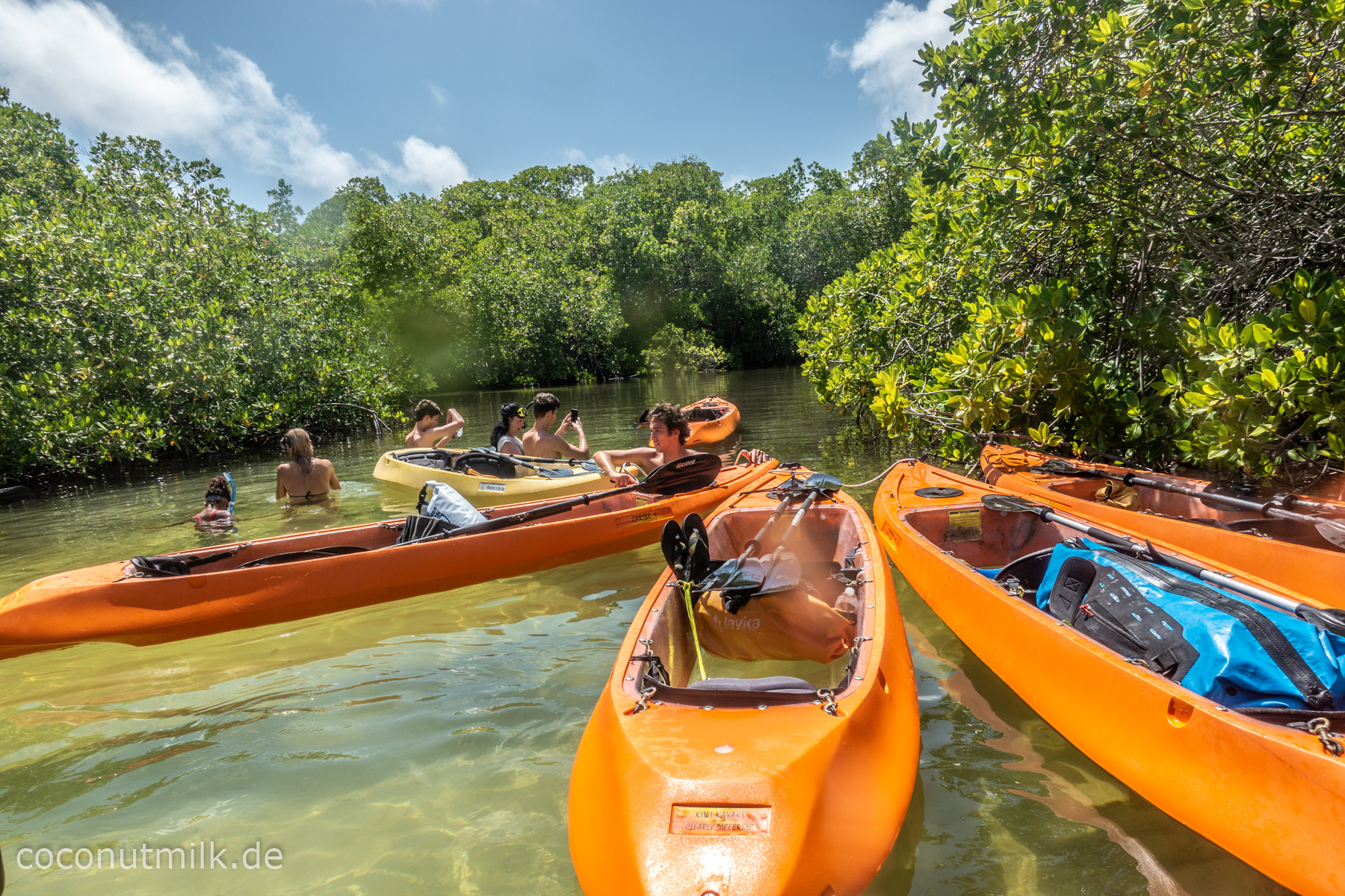 Mangrove Swamp Kayaking | coconutmilk.de